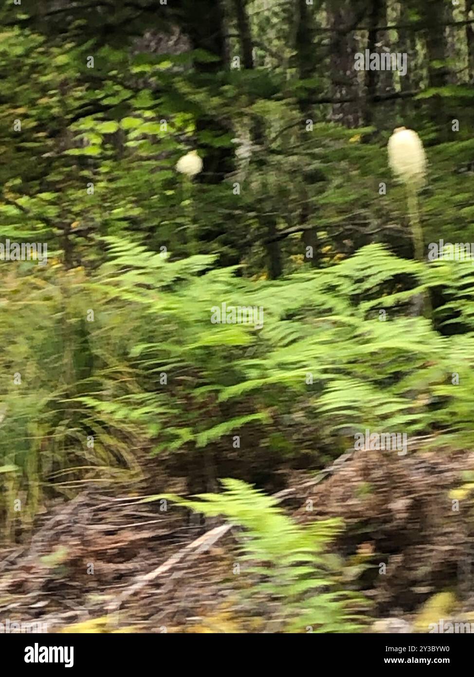 common beargrass (Xerophyllum tenax) Plantae Stock Photo - Alamy