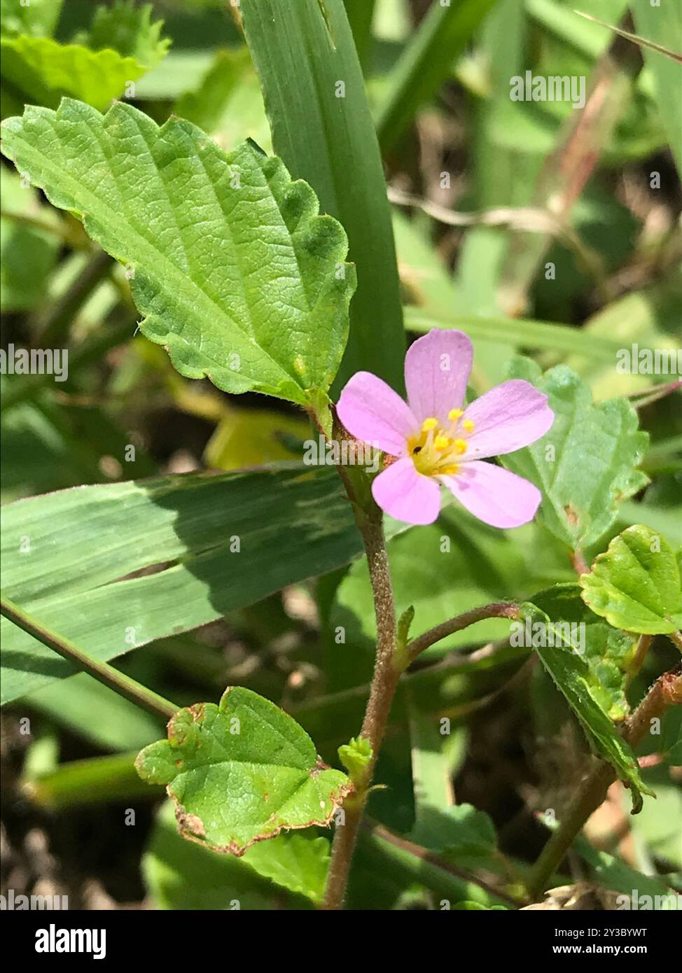 Pyramid Flower (Melochia pyramidata) Plantae Stock Photo - Alamy