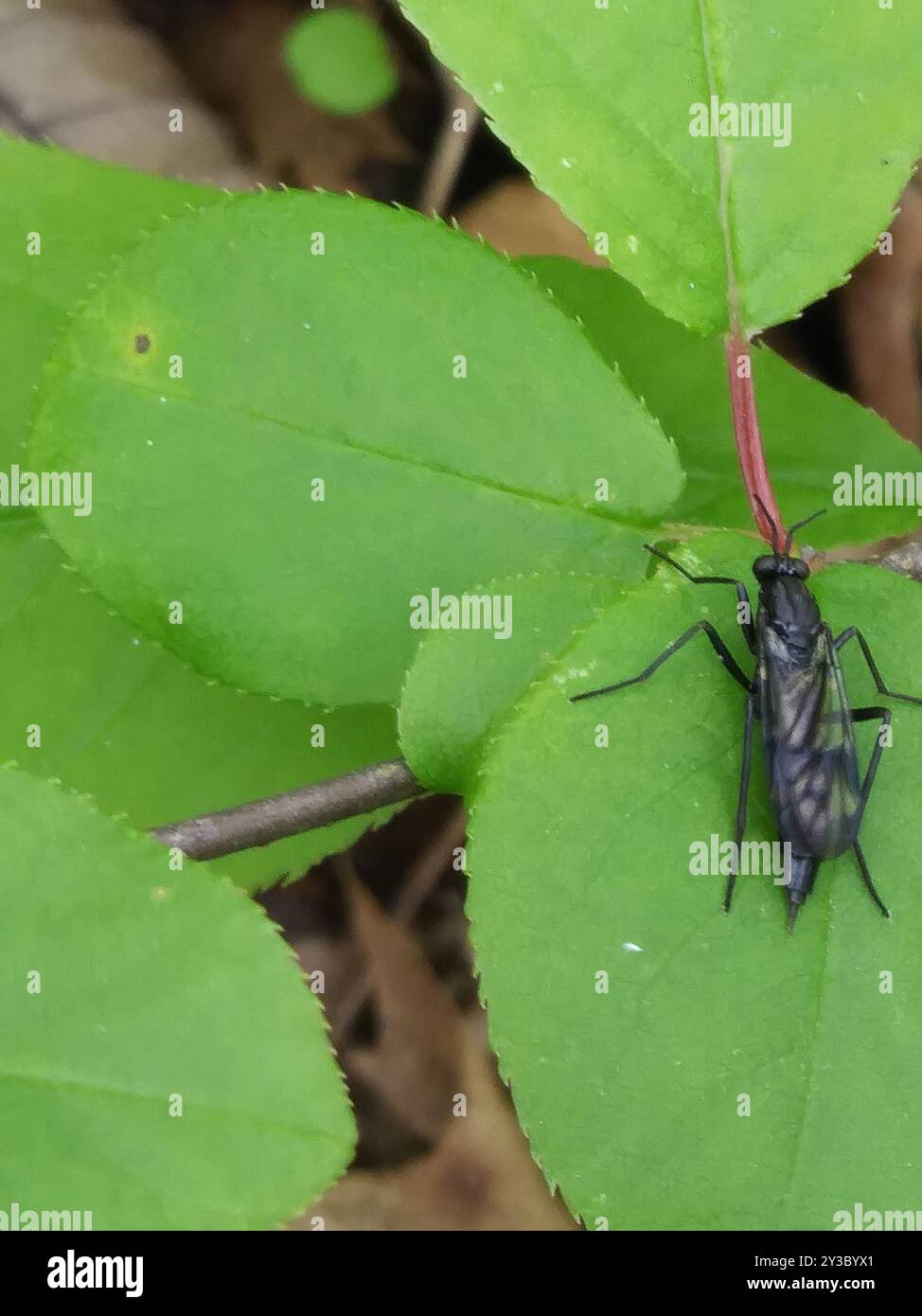 (Xylophagus reflectens) Insecta Stock Photo - Alamy