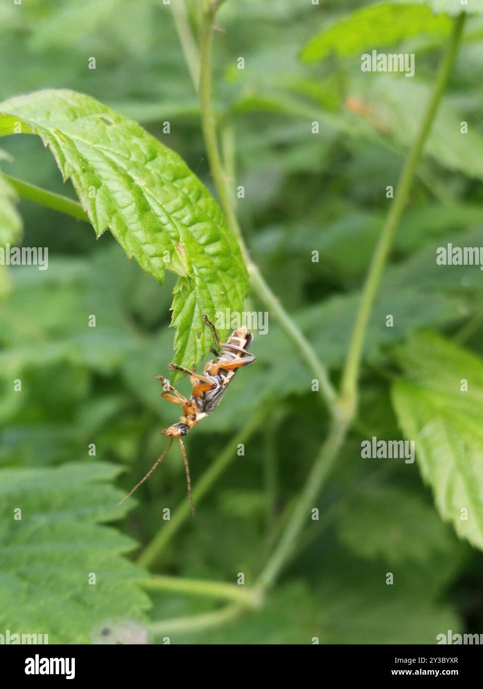 Grey Sailor Beetle (Cantharis nigricans) Insecta Stock Photo - Alamy