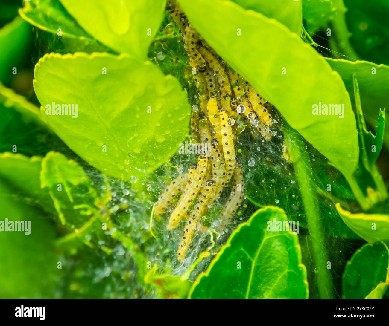 Infested box wood, larvae of the box wood moth, buxus web nest Stock ...