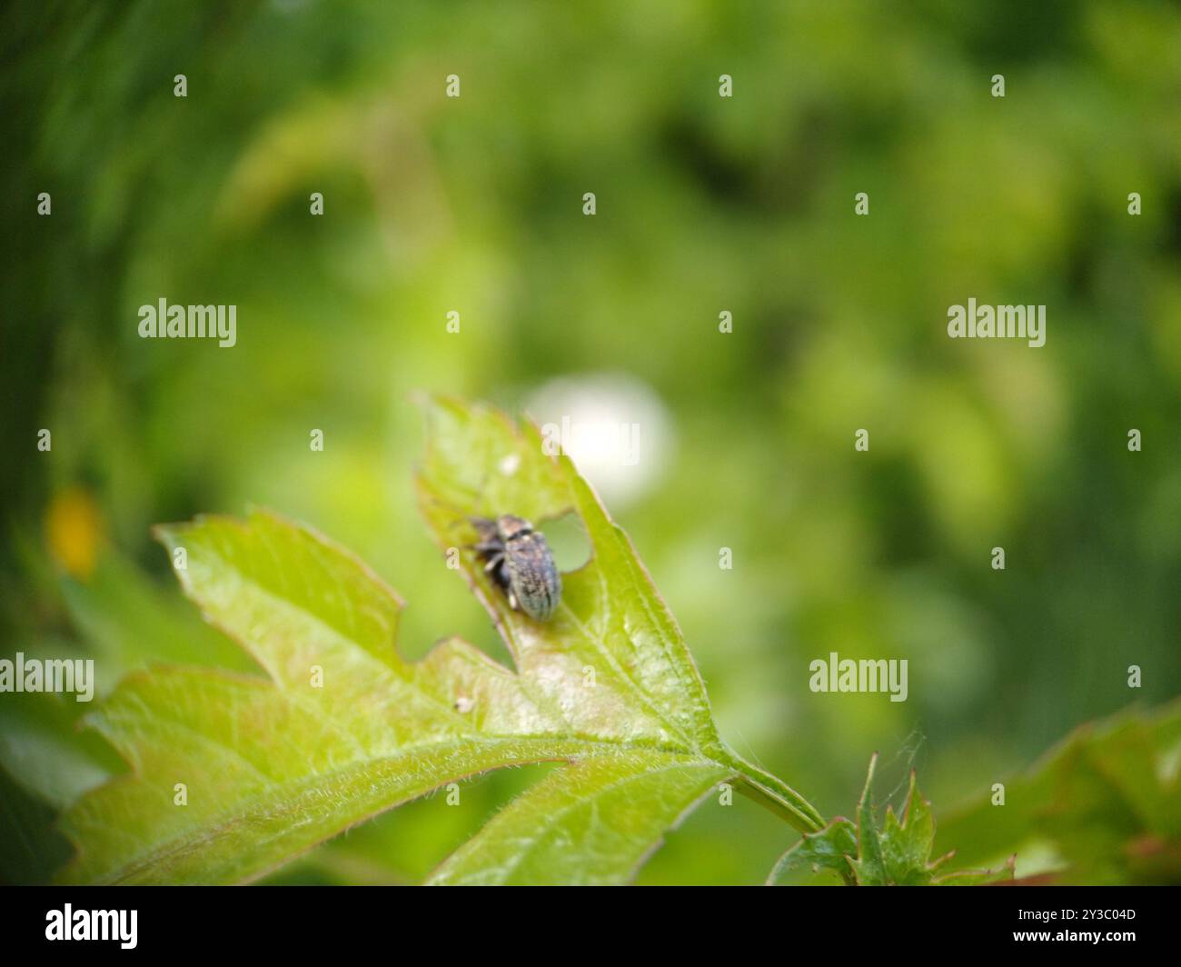 Common Leaf Weevil (Phyllobius pyri) Insecta Stock Photo - Alamy