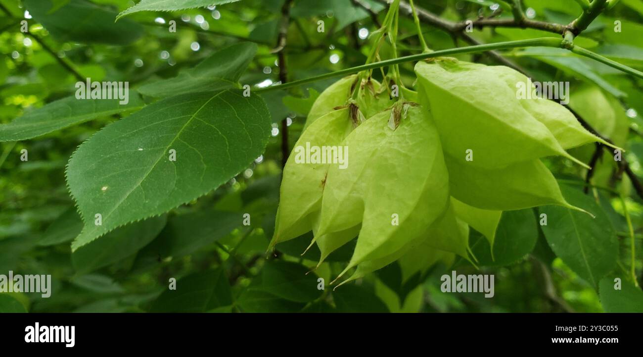 American bladdernut (Staphylea trifolia) Plantae Stock Photo - Alamy