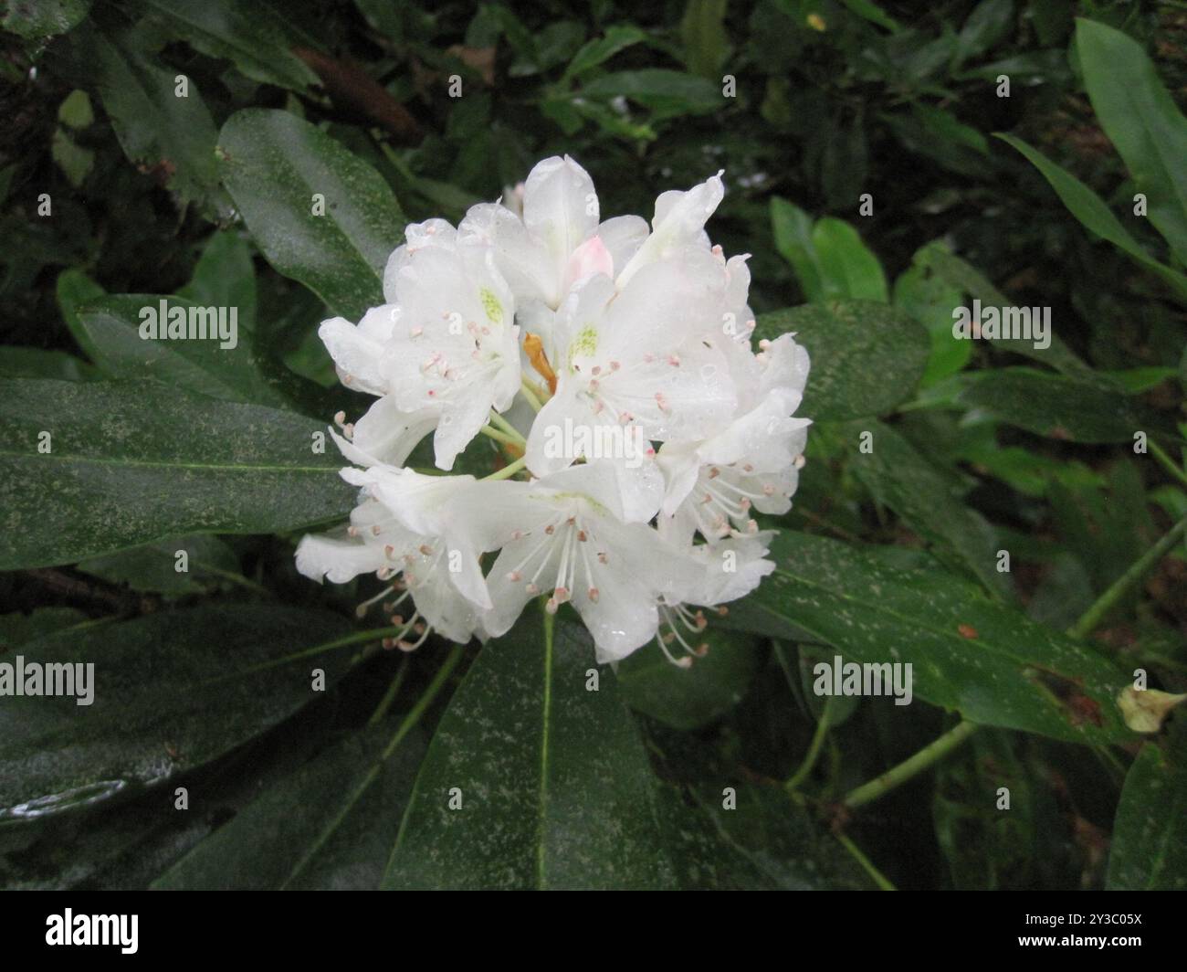 great rhododendron (Rhododendron maximum) Plantae Stock Photo - Alamy