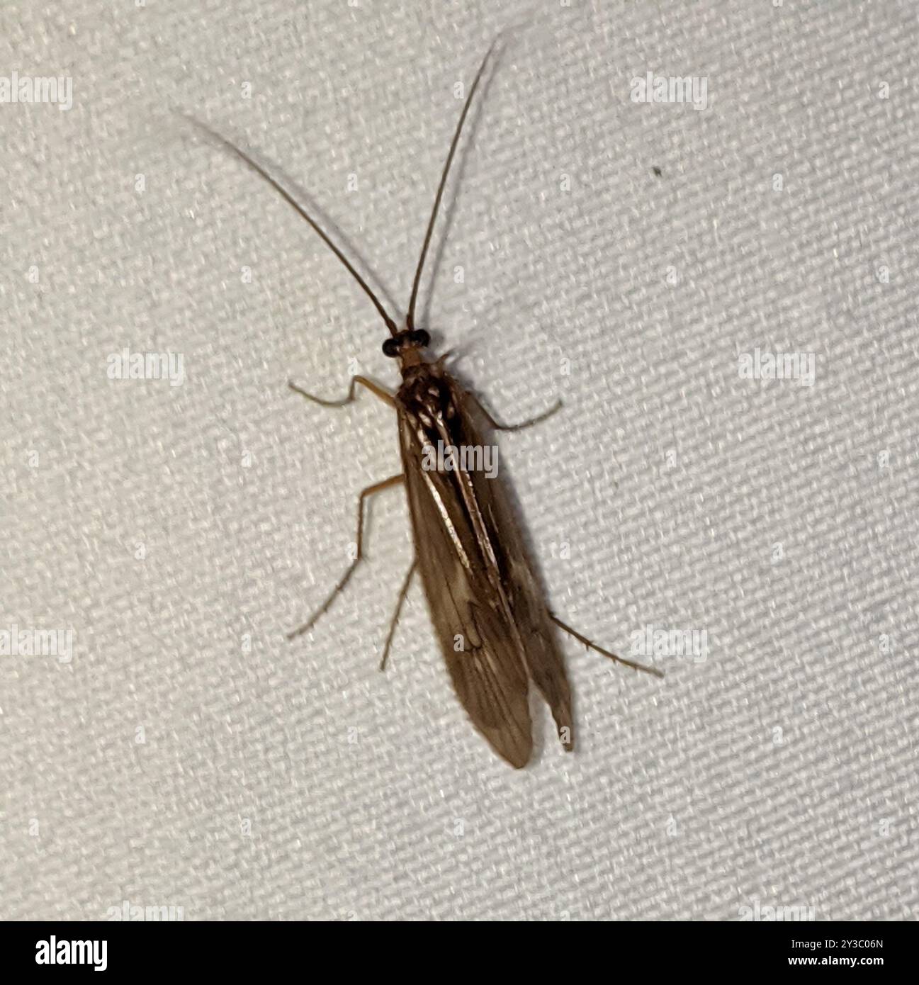 Northern Caddisflies (Limnephilidae) Insecta Stock Photo - Alamy