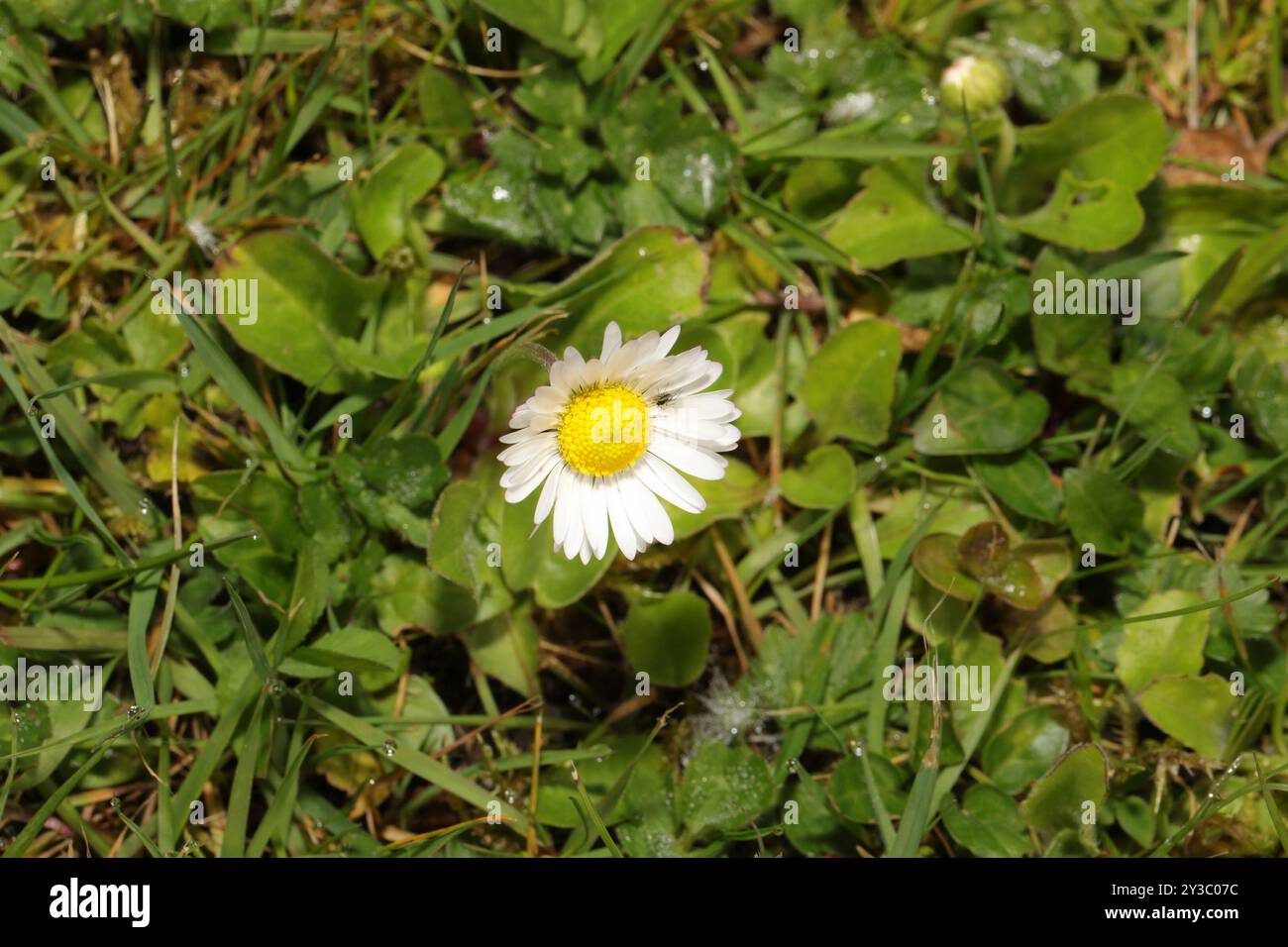 Lawn daisy (Bellis perennis) Plantae Stock Photo - Alamy