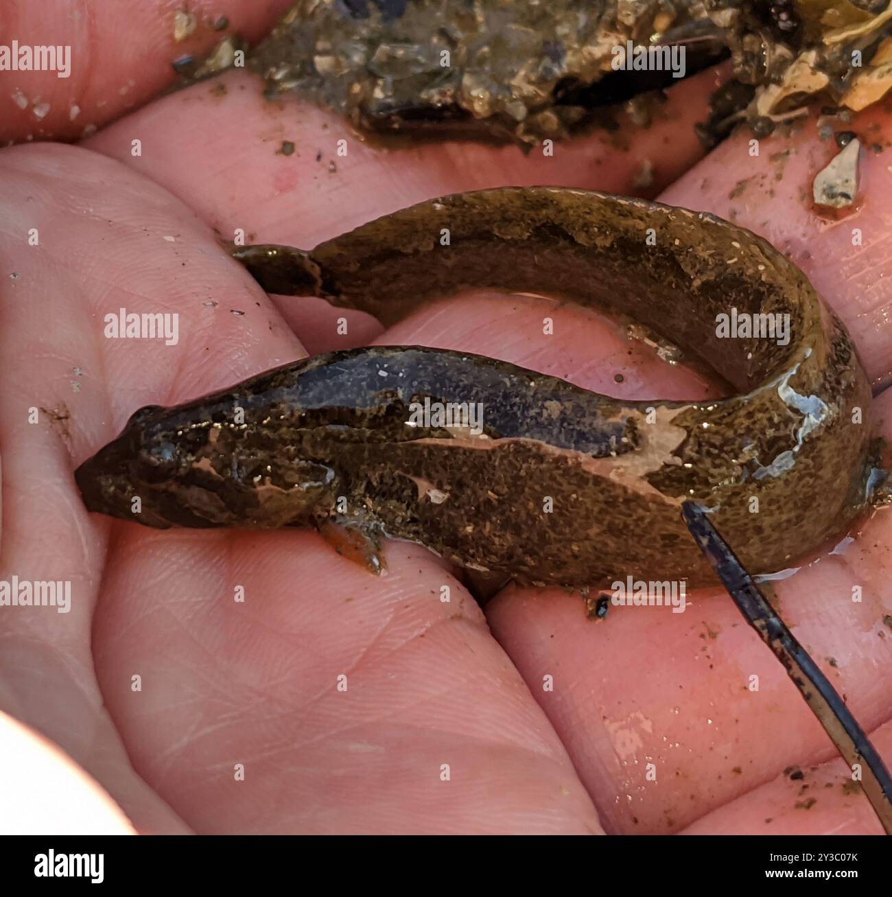 High Cockscomb (Anoplarchus purpurescens) Actinopterygii Stock Photo ...