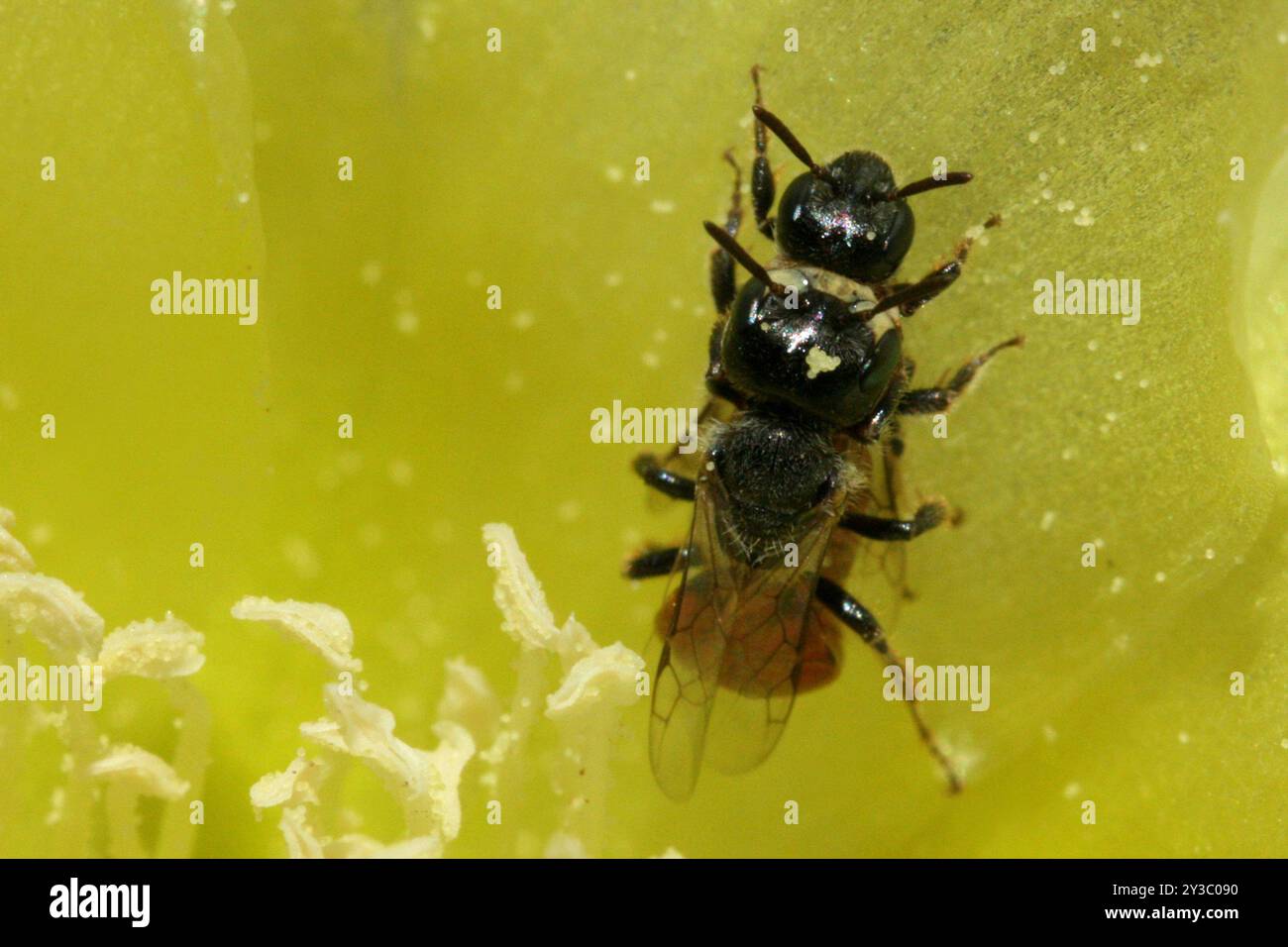 Goblin Bees (Macrotera) Insecta Stock Photo - Alamy