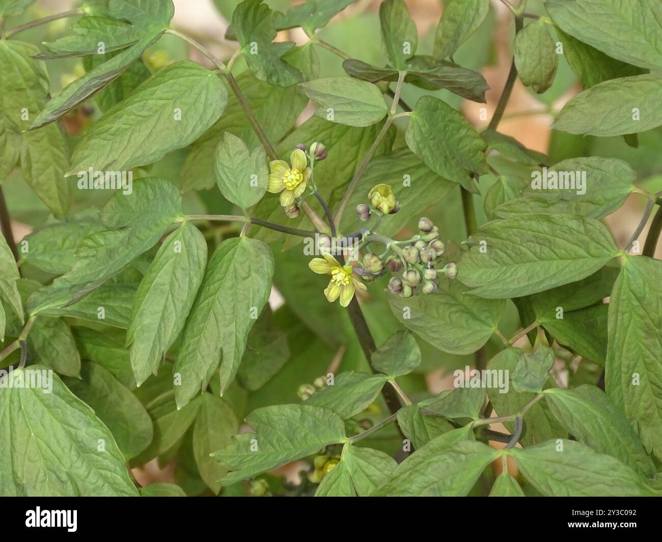 blue cohosh (Caulophyllum thalictroides) Plantae Stock Photo - Alamy