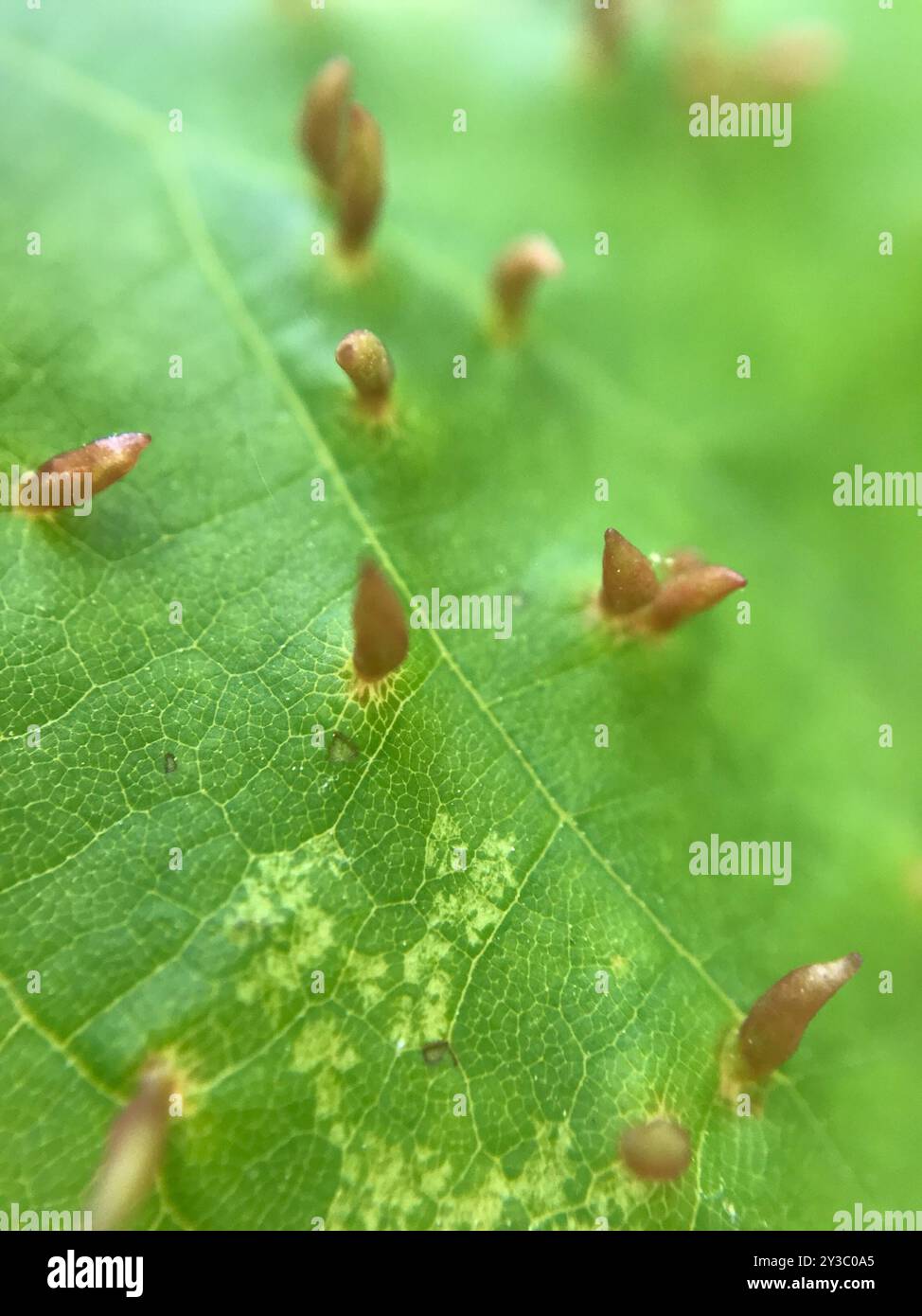 Maple Spindle Gall Mite (Vasates aceriscrumena) Arachnida Stock Photo ...