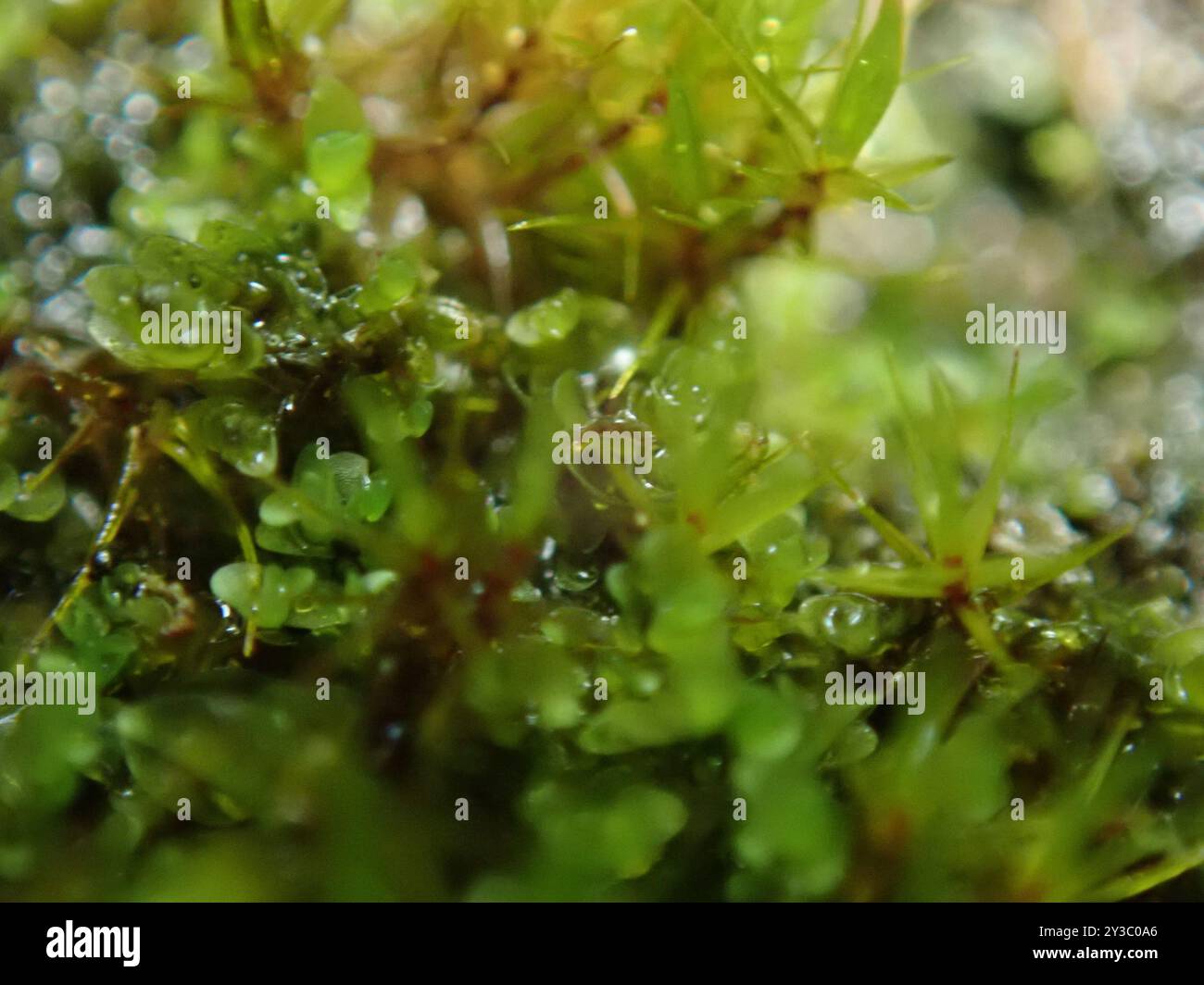 Dwarf Flapwort (Jungermannia pumila) Plantae Stock Photo - Alamy