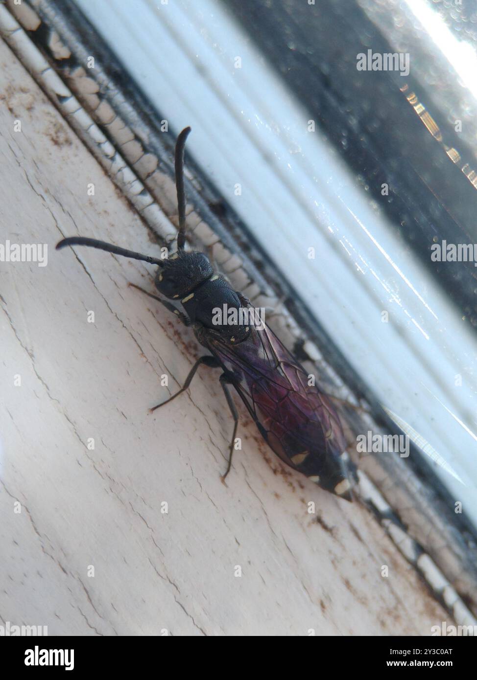Five-spotted Club-horned Wasp (Sapyga quinquepunctata) Insecta Stock ...