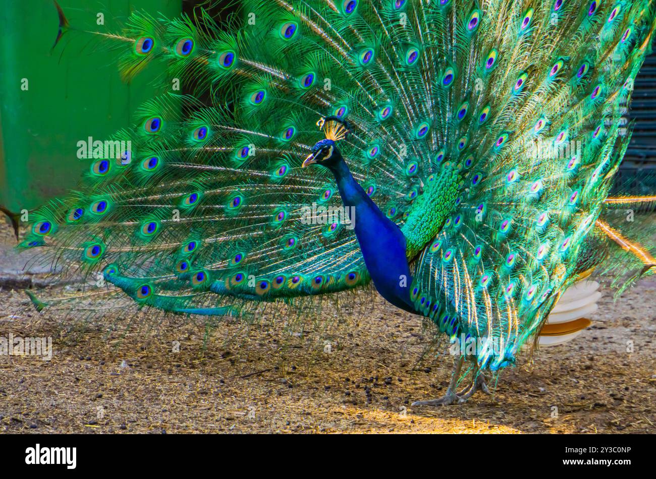 side view of a indian peafowl showing its feathers with pride Stock ...