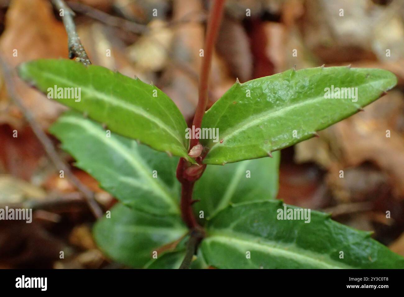 striped wintergreen (Chimaphila maculata) Plantae Stock Photo - Alamy