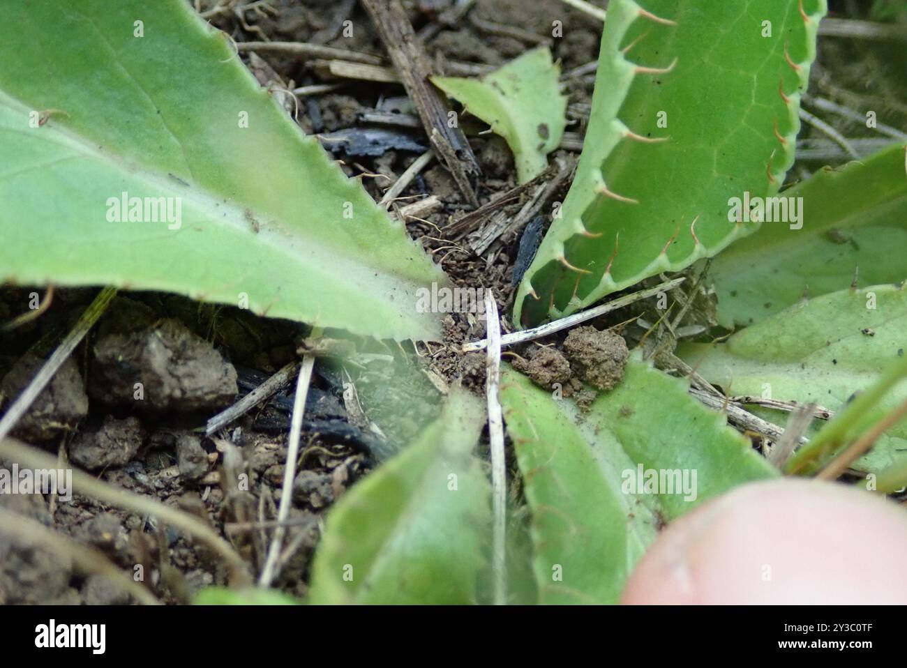 Fivefive Ministar (Alepidea peduncularis) Plantae Stock Photo - Alamy