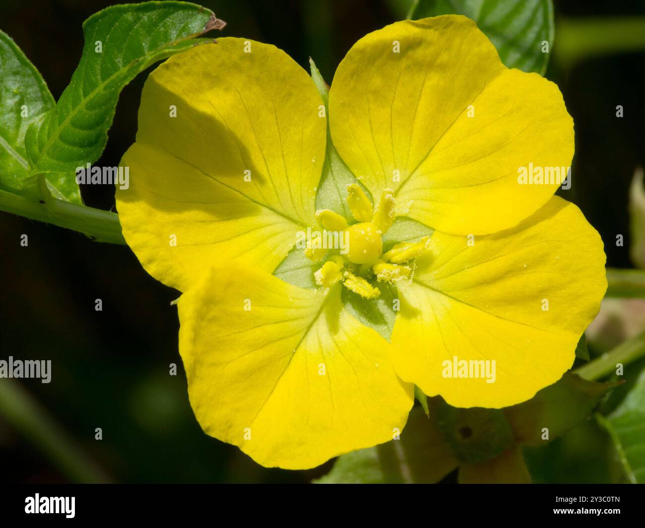 Peruvian primrose-willow (Ludwigia peruviana) Plantae Stock Photo - Alamy