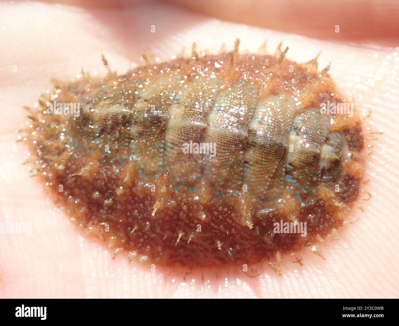 Red-Flecked Mopalia (Mopalia spectabilis) Mollusca Stock Photo - Alamy
