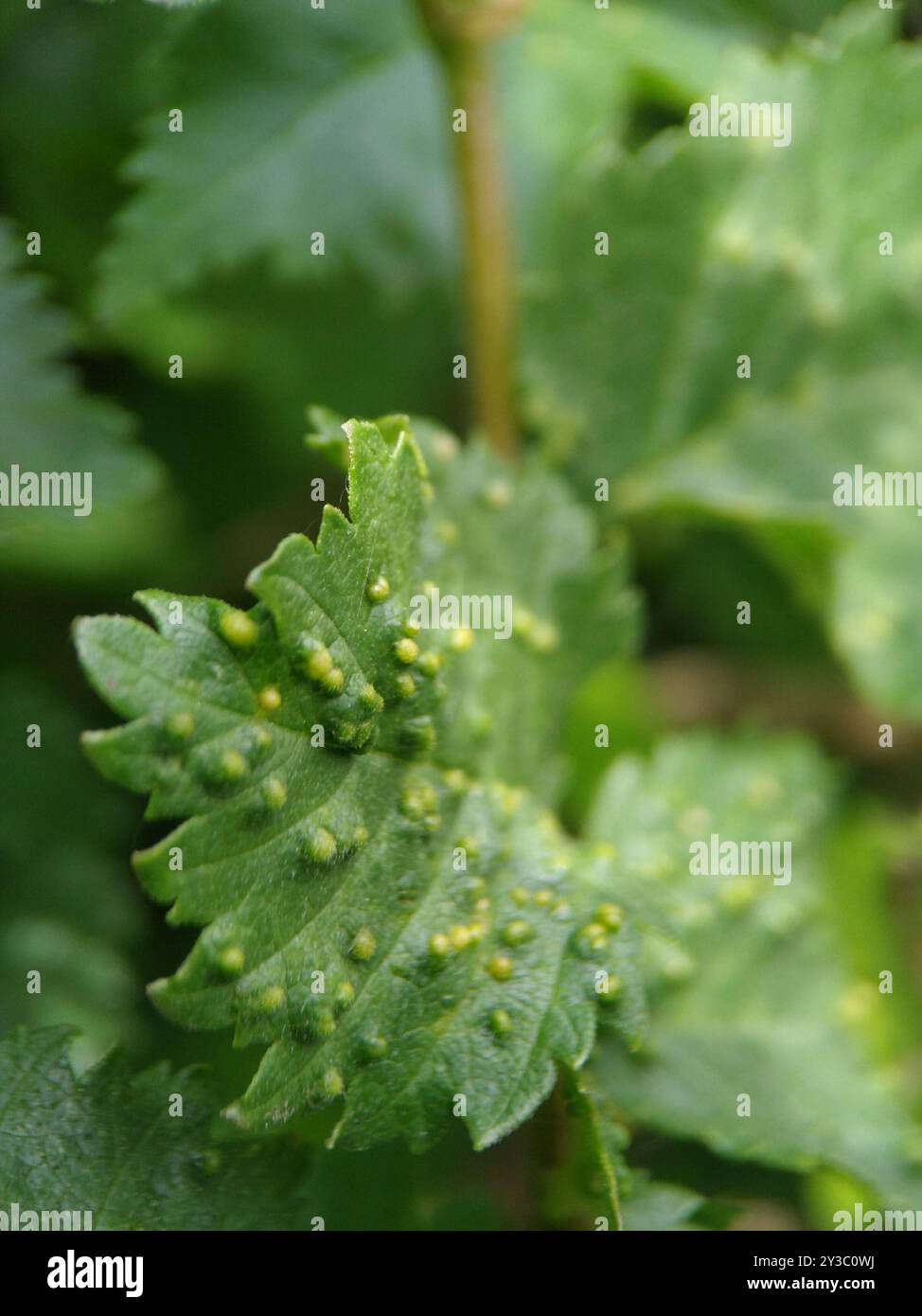 Elm Leaf Gall Mite (Aceria campestricola) Arachnida Stock Photo - Alamy