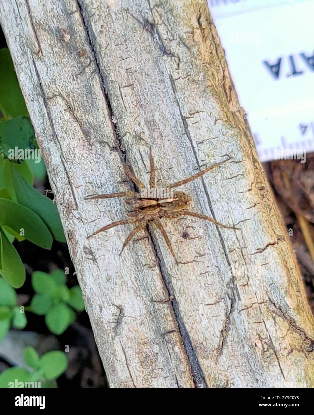 Wolf Spiders and Allies (Lycosoidea) Arachnida Stock Photo - Alamy