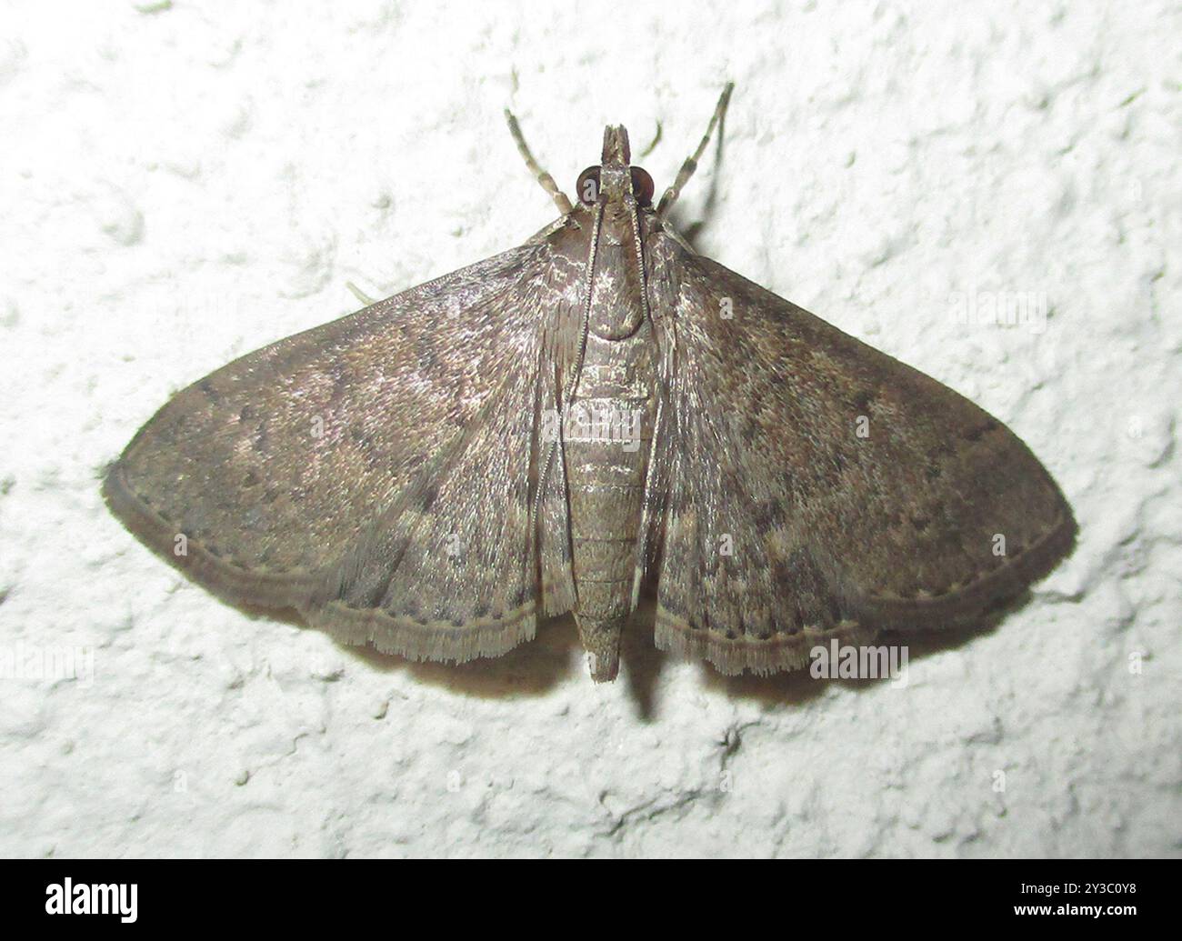 Dusky Herpetogramma Moth (Herpetogramma phaeopteralis) Insecta Stock ...