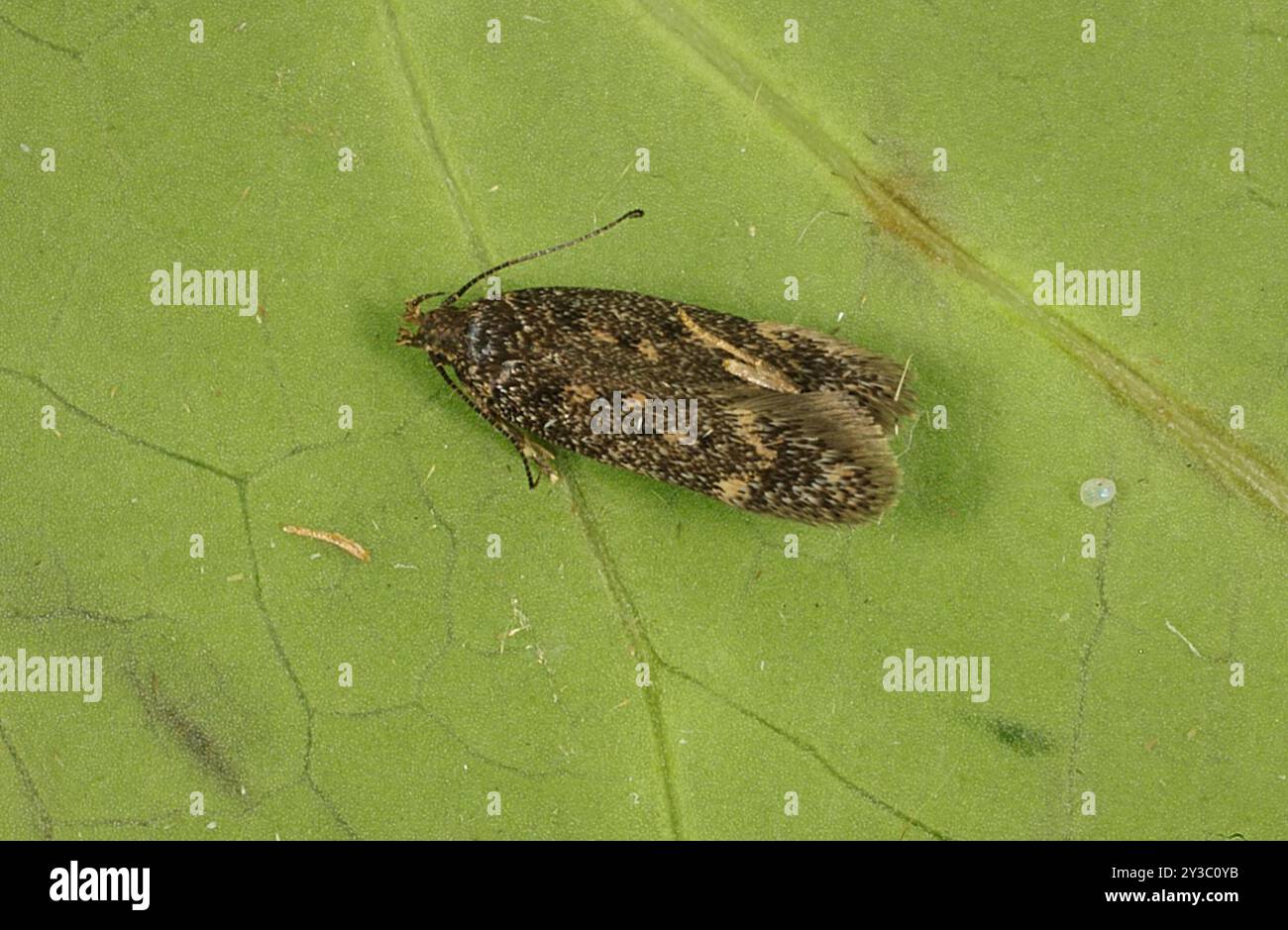 Dark Groundling (Bryotropha affinis) Insecta Stock Photo - Alamy