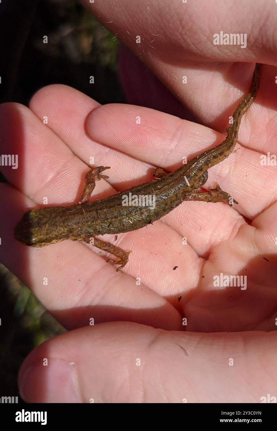 Palmate Newt (Lissotriton helveticus) Amphibia Stock Photo - Alamy
