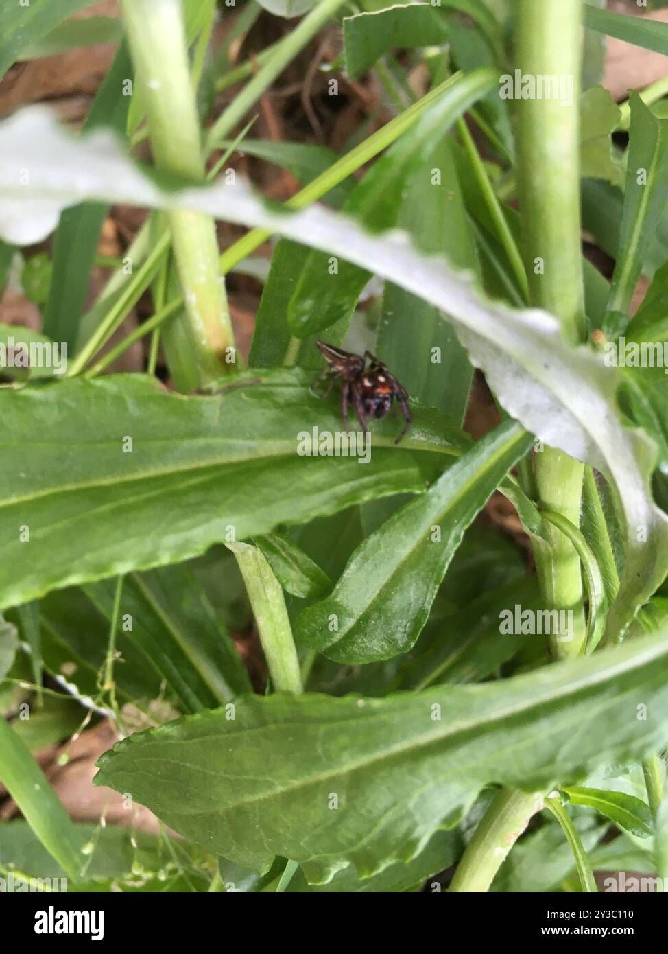Sylvan Jumping Spider (Colonus sylvanus) Arachnida Stock Photo - Alamy