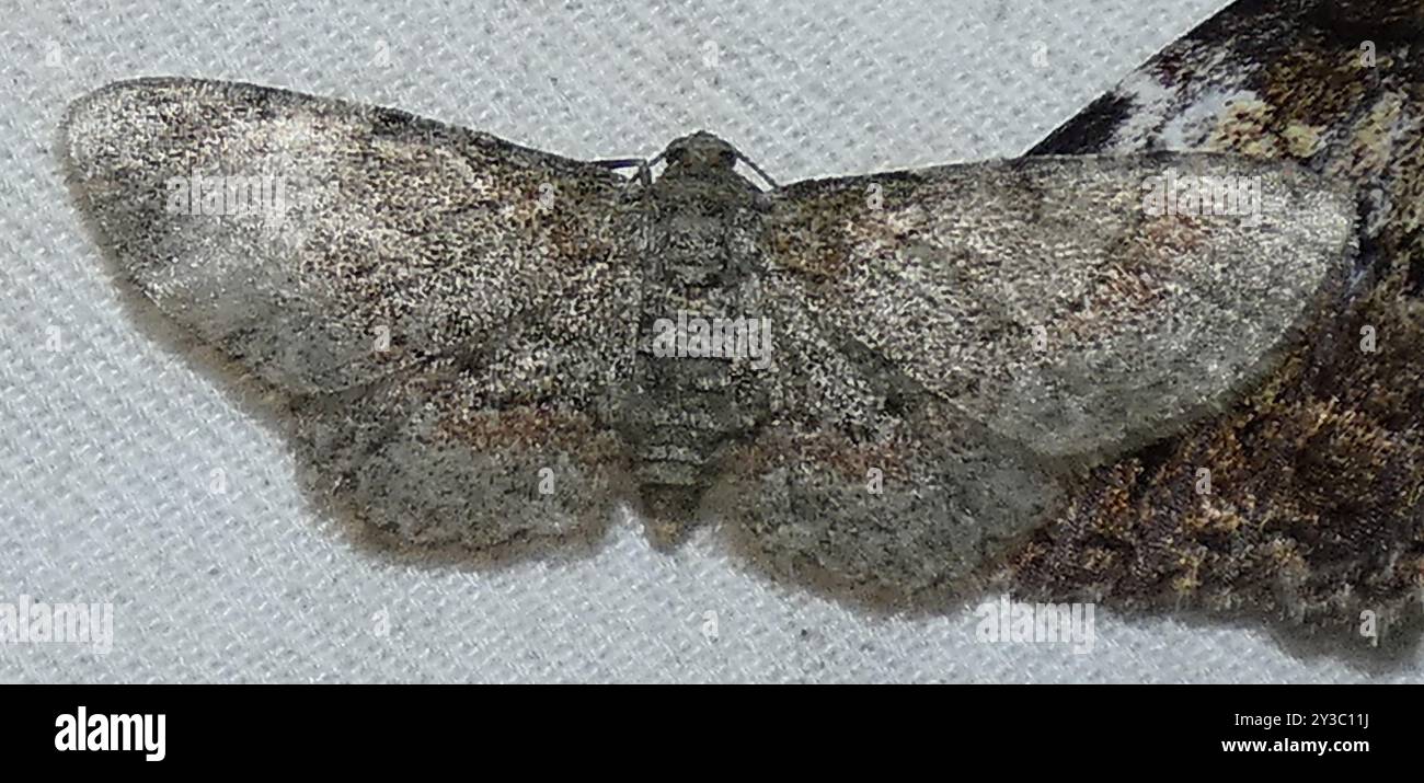 Texas Gray (Glenoides texanaria) Insecta Stock Photo - Alamy