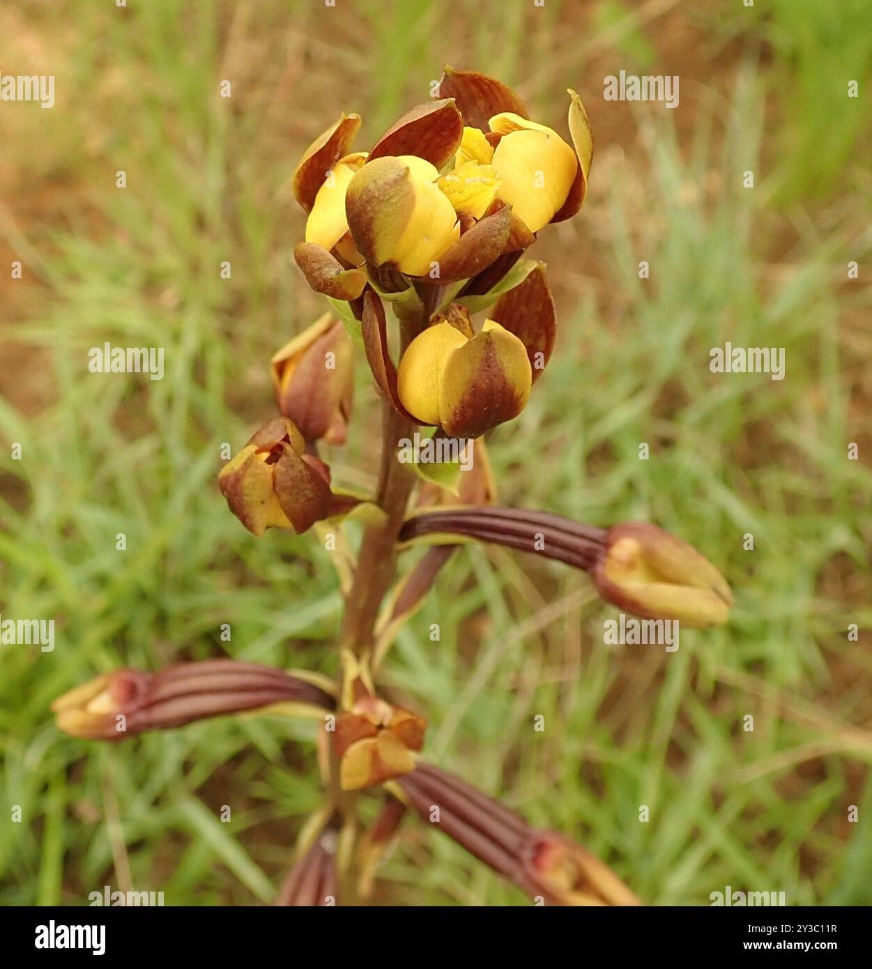 Mini Harlequin (Eulophia parviflora) Plantae Stock Photo - Alamy