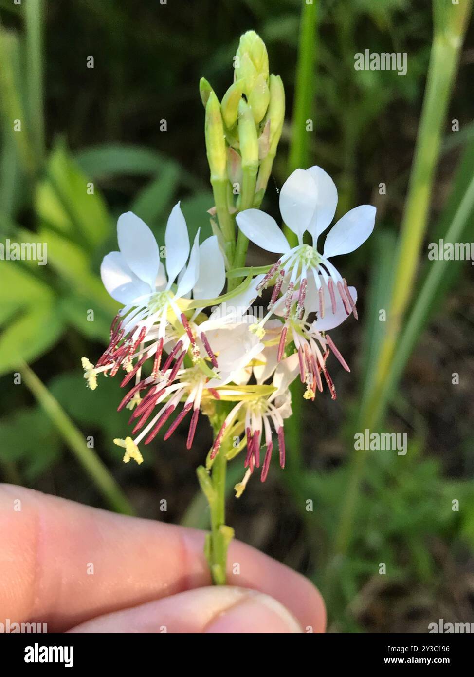 roadside gaura (Oenothera suffulta) Plantae Stock Photo - Alamy