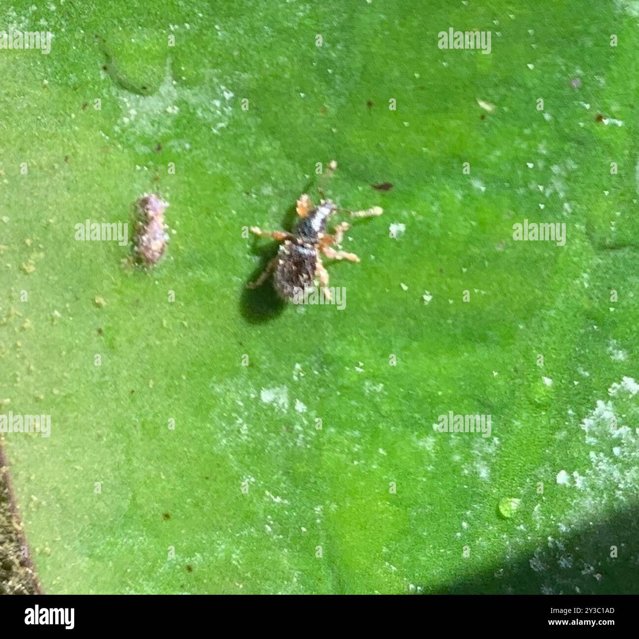 Hairy Spider Weevil (Barypeithes pellucidus) Insecta Stock Photo - Alamy