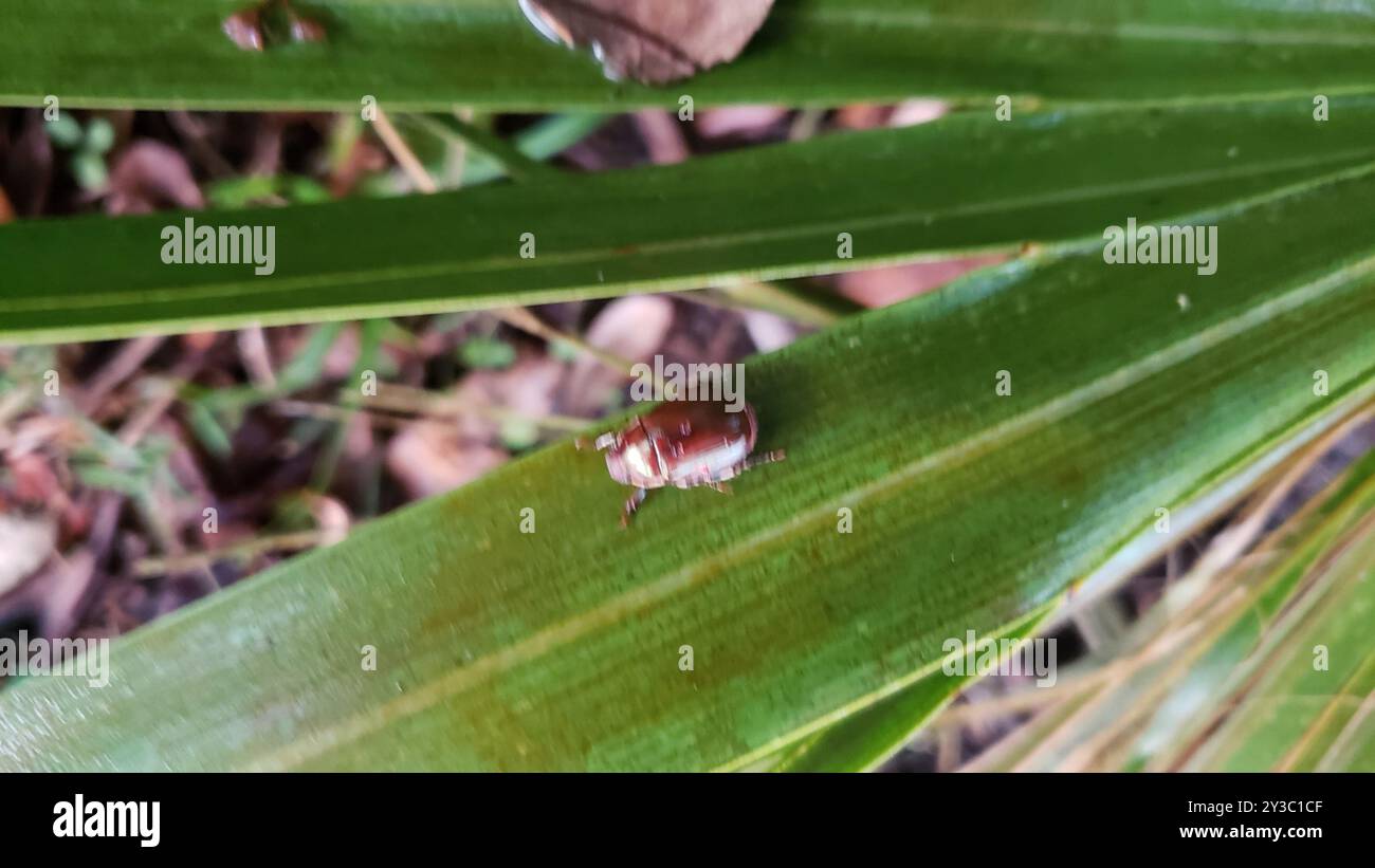 Margined Shining Leaf Chafer (Callistethus marginatus) Insecta Stock ...