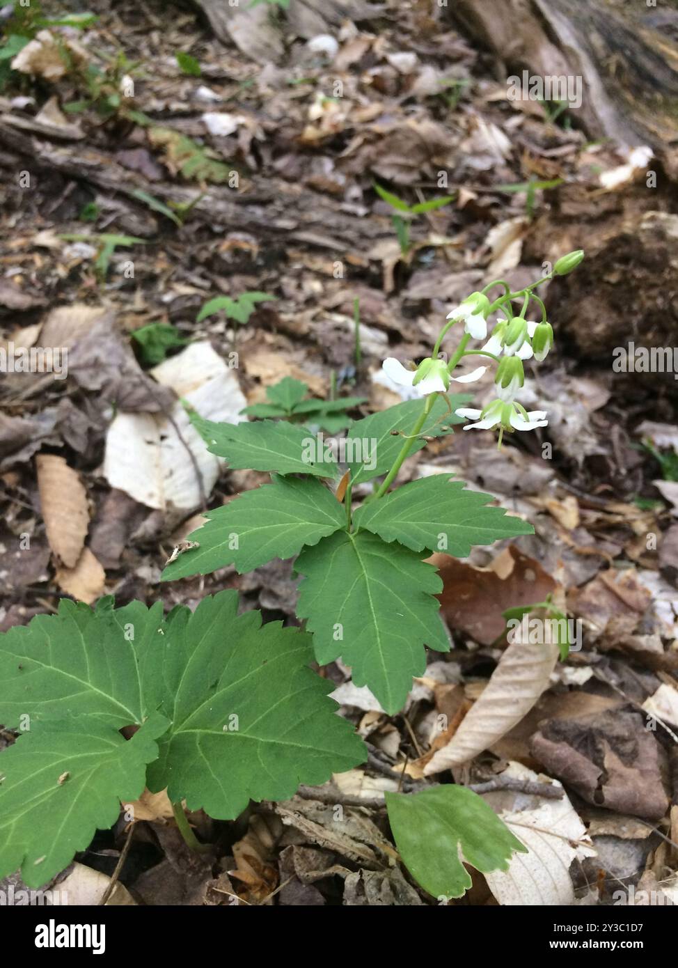 Two-leaved Toothwort (Cardamine diphylla) Plantae Stock Photo - Alamy