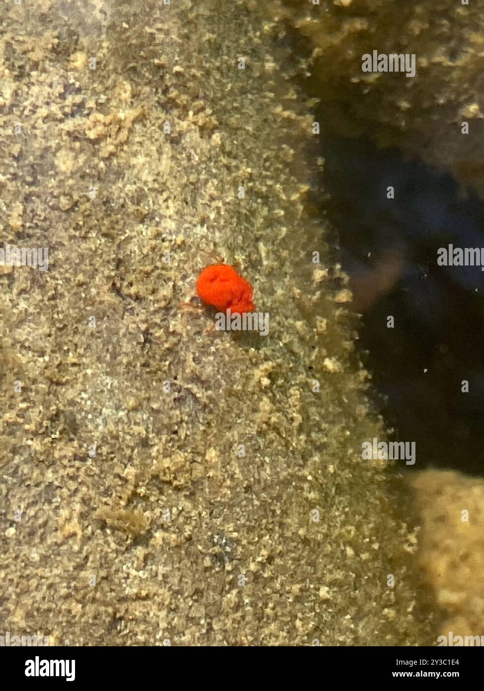 Water Mites (Hydrachnidia) Arachnida Stock Photo - Alamy