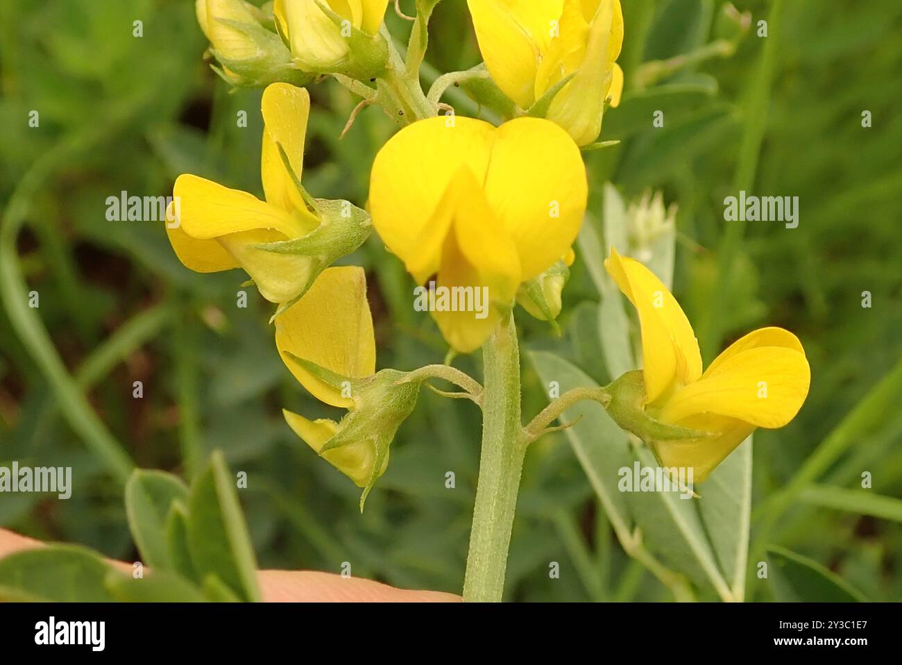 Round Pod Rattle Bush (Crotalaria globifera) Plantae Stock Photo - Alamy