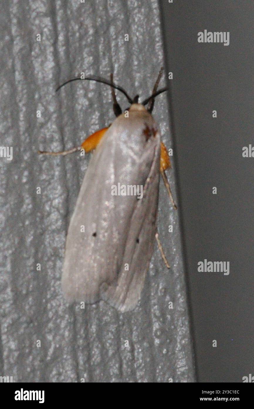 Fruit Tree Borer (Maroga melanostigma) Insecta Stock Photo - Alamy