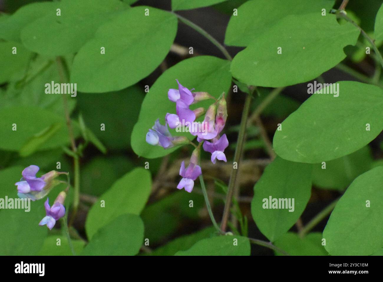 Sierra Nevada Peavine (Lathyrus nevadensis) Plantae Stock Photo - Alamy