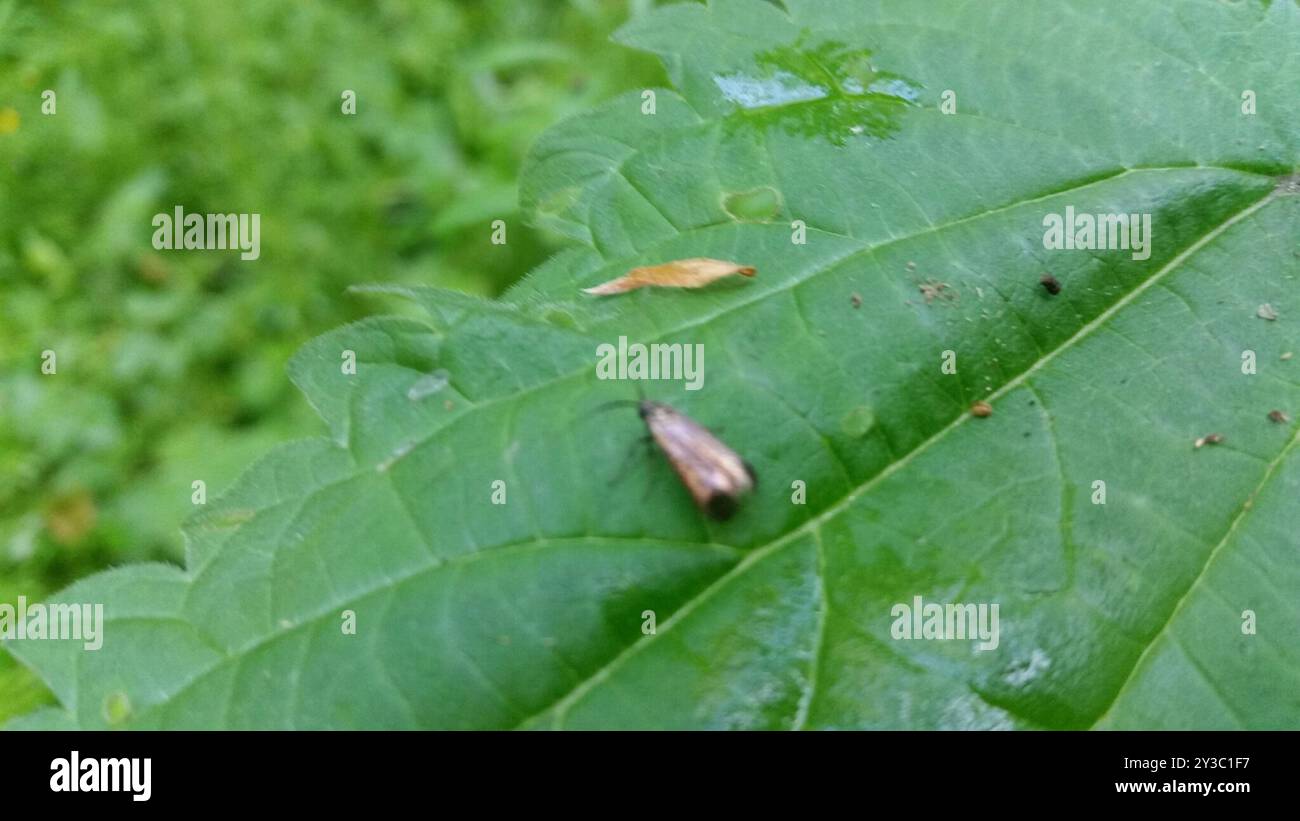 Fairy Moths (Adelidae) Insecta Stock Photo - Alamy