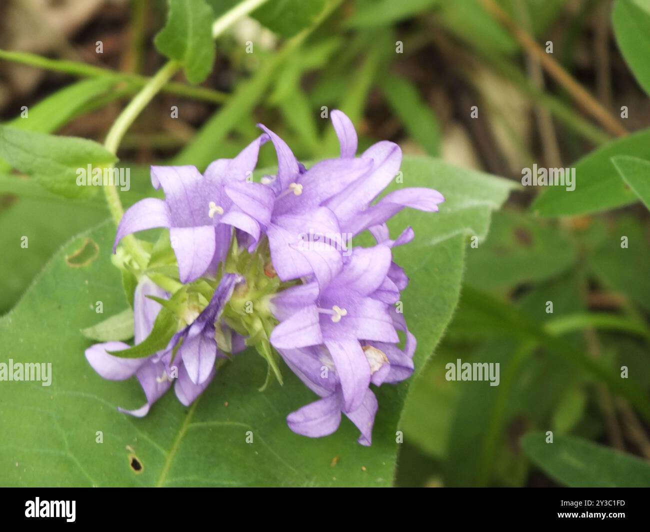clustered bellflower (Campanula glomerata) Plantae Stock Photo - Alamy