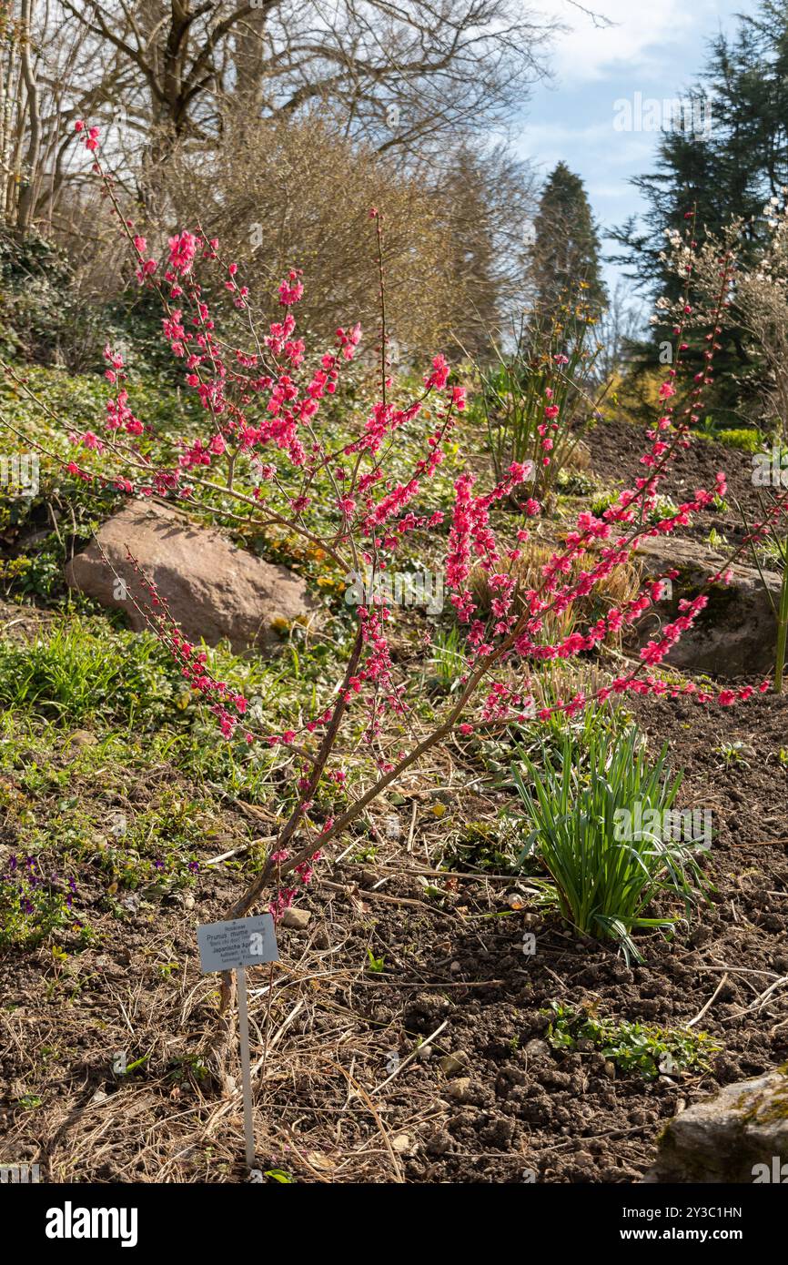 Zurich, Switzerland, March 9, 2024 Prunus Mume or chinese plum plant at ...
