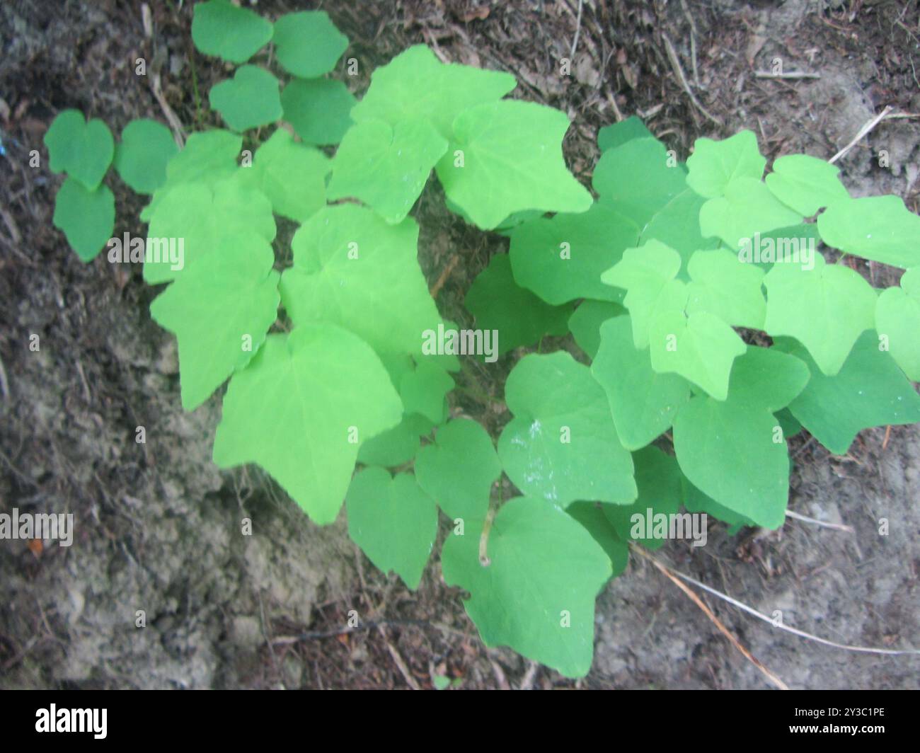 White Inside-out Flower (Vancouveria hexandra) Plantae Stock Photo - Alamy
