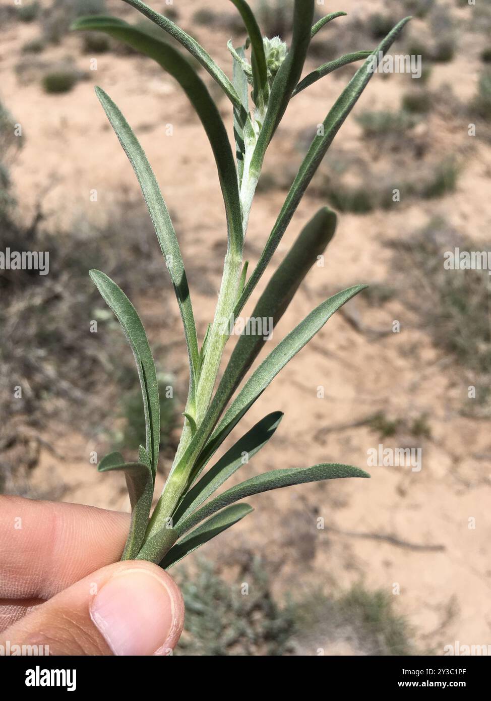 James' Cryptantha (Oreocarya suffruticosa setosa) Plantae Stock Photo ...