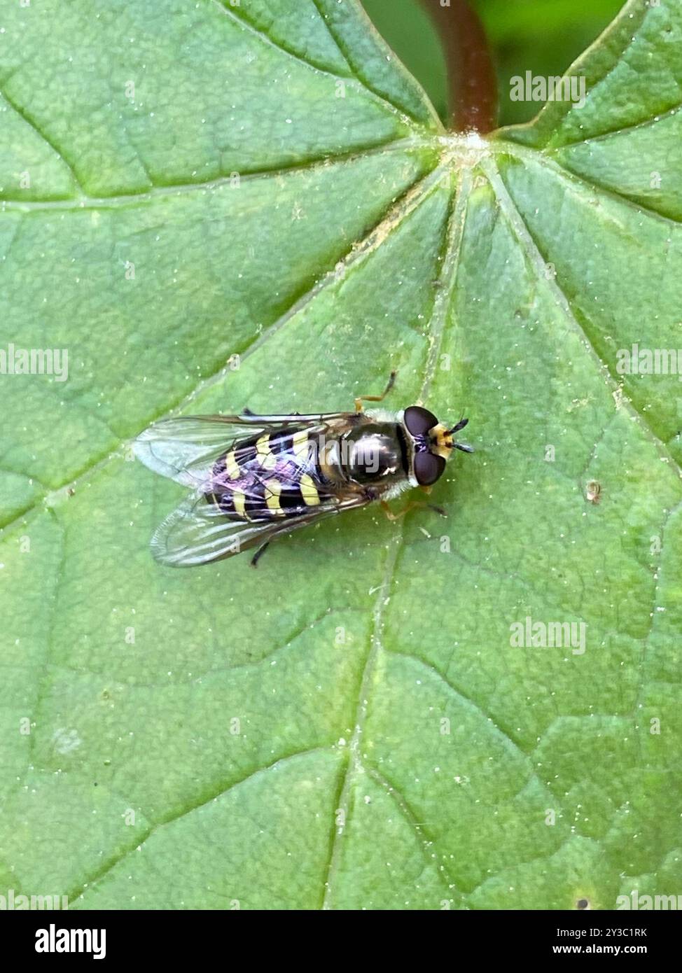 Black-tailed Aphideater (Eupeodes luniger) Insecta Stock Photo - Alamy