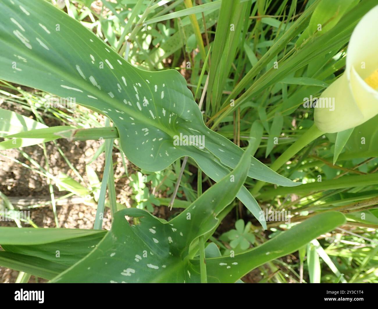 Spotted Calla Lily (Zantedeschia albomaculata) Plantae Stock Photo - Alamy