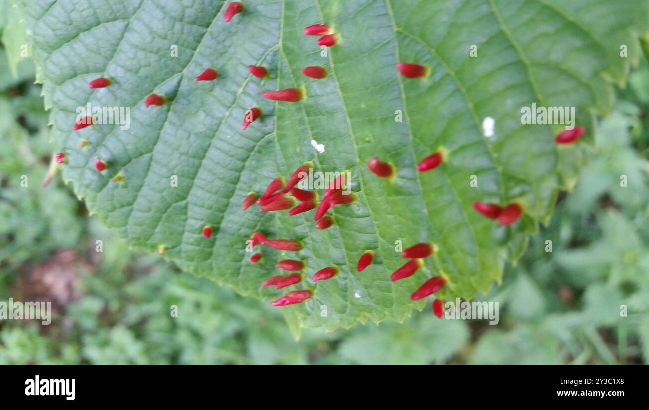 Red Nail Gall Mite (Eriophyes tiliae) Arachnida Stock Photo - Alamy