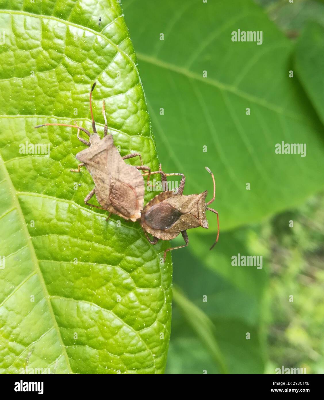 Dock Bug (Coreus marginatus) Insecta Stock Photo - Alamy