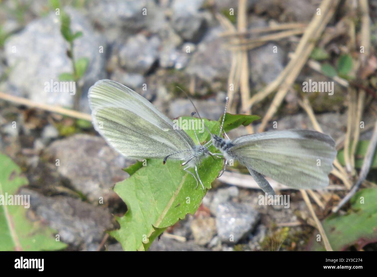(Leptidea sinapis) Insecta Stock Photo - Alamy