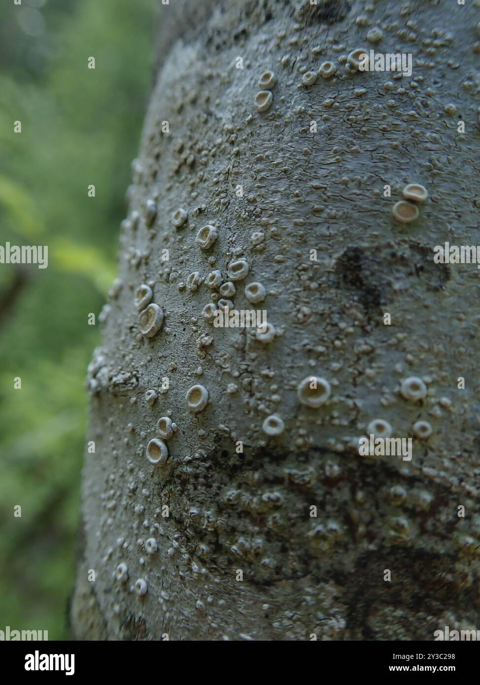 Smooth Saucer Lichen (Ochrolechia laevigata) Fungi Stock Photo - Alamy