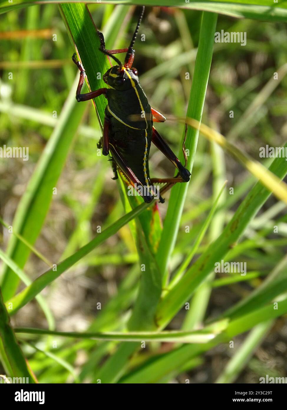 Eastern Lubber Grasshopper (Romalea microptera) Insecta Stock Photo - Alamy