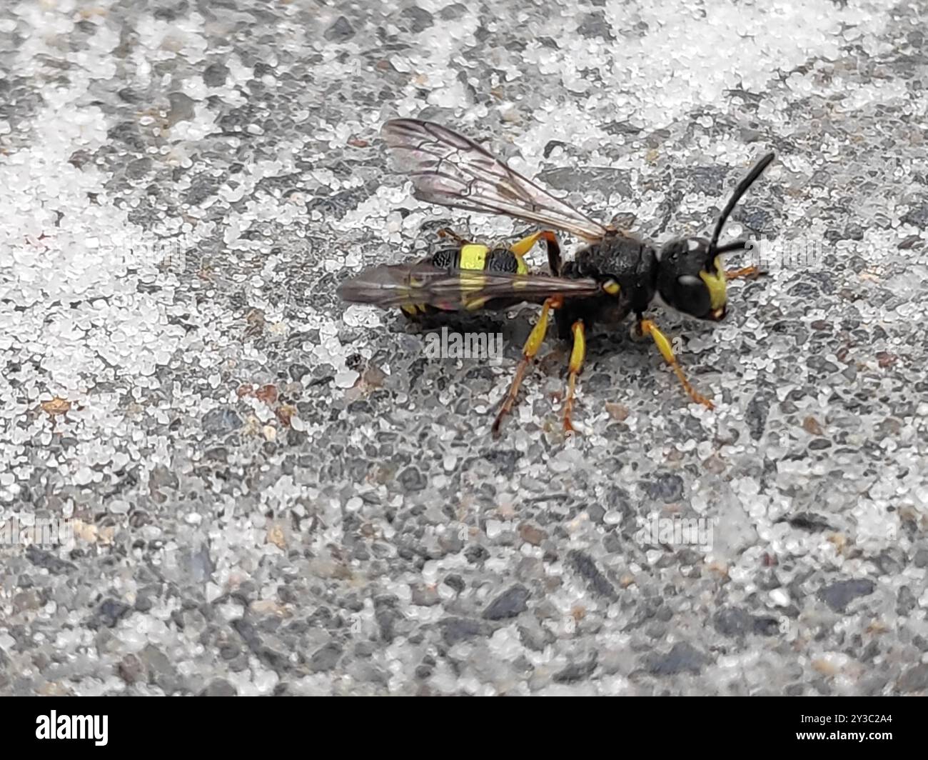 Ornate-tailed Digger Wasp (Cerceris rybyensis) Insecta Stock Photo - Alamy
